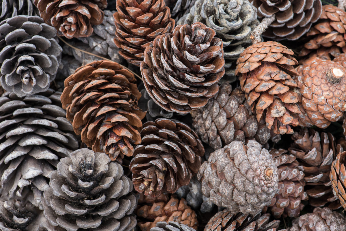 Pine Cone Christmas Trees for Kids - DIY Candy